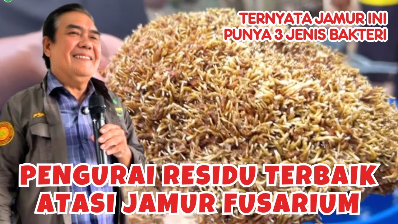 Belajar Lebih Dalam Tentang Jamur Jakaba, Pupuk Organik Penetral Residu ...