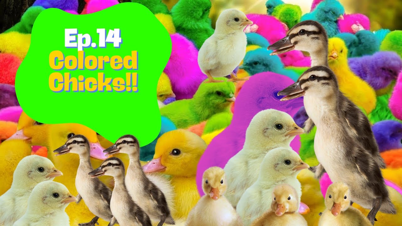 Colored Chicks Ep.14 - YouTube