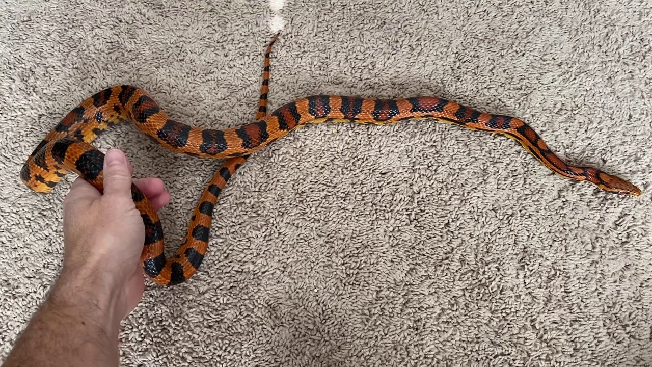 Overweight Corn Snake - YouTube