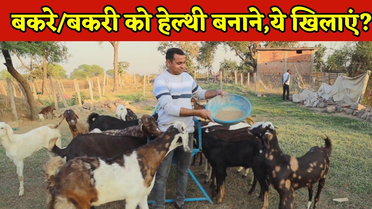 बकरे/बकरी को हेल्थी बनाने ,ये खिलाएं?।। Bakri /Bakre Ko Healthy Banane ...