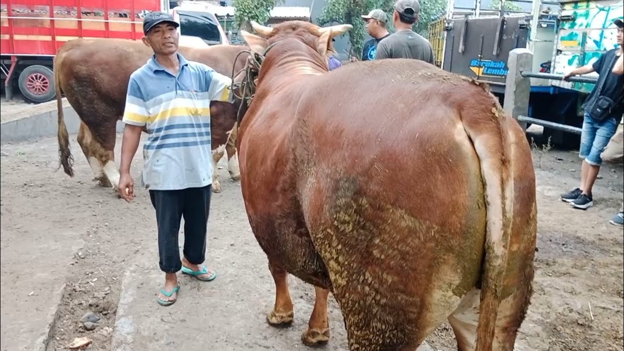 Harga Dingin Seperti Cuaca Pagi ini Update Harga Sapi Lemu Pasar Sapi ...
