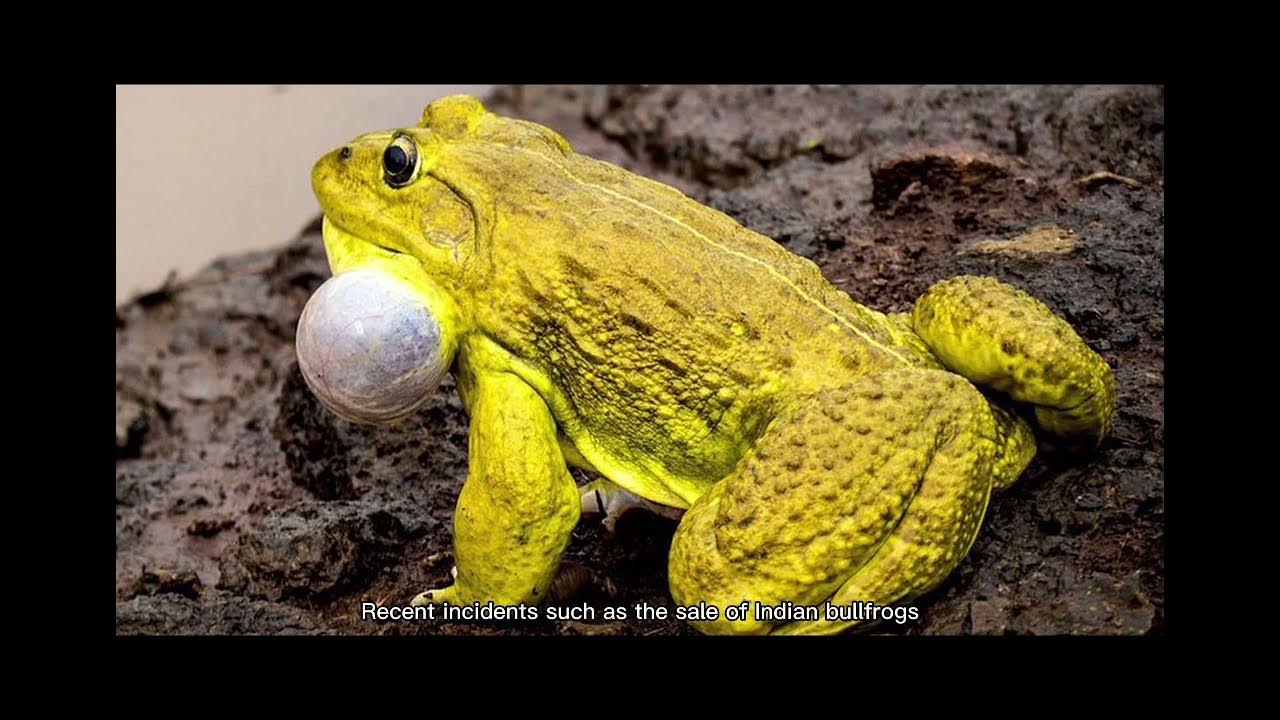 Brief Introduction to Amphibians of Bhutan - YouTube