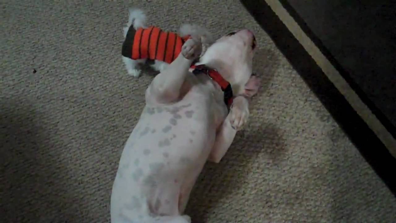 pit bull and maltese playing.mp4 - YouTube