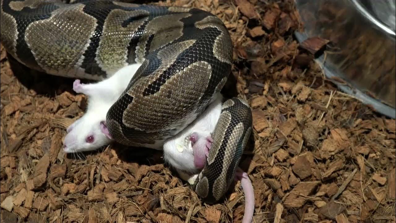 Python dominates large rat...(with a little help 😂 )/ warning live ...
