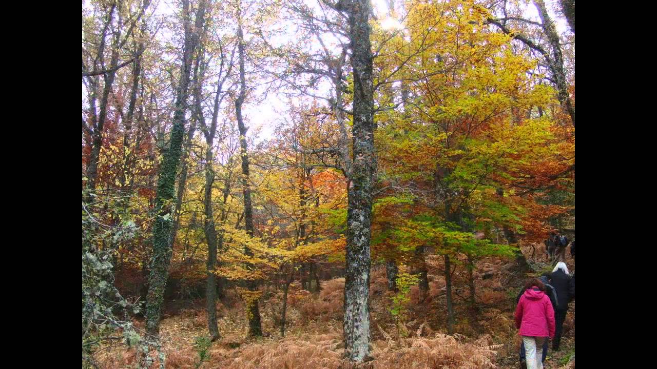 El Hayedo de Montejo - YouTube