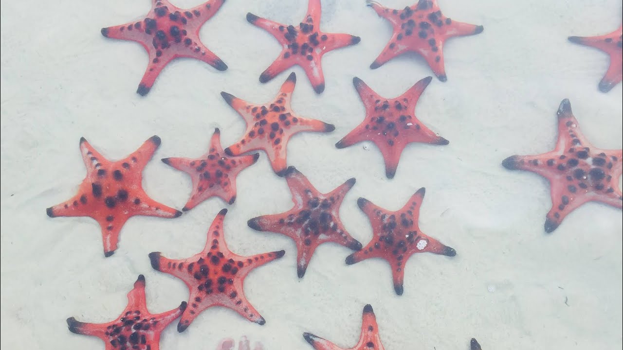 Mizo Vlog| Star Fish Beach| Phu Quoc| Vietnam - YouTube