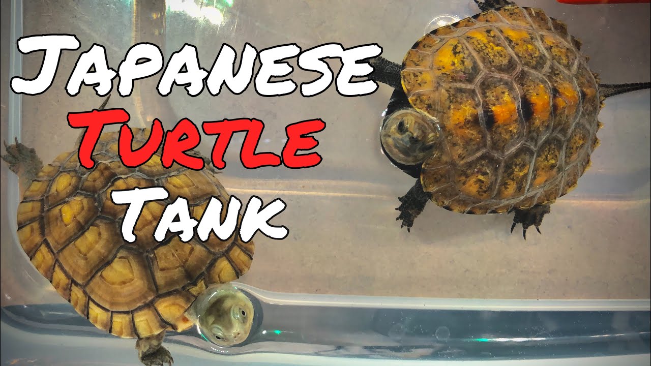 BEST JAPANESE TURTLE TANK! Simple Setup with 2 Turtles native to Japan ...