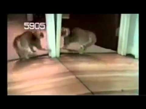 Funny AFV Videos Part 106 - BEST FUNNY CATS BLOOPERS EVER | OrangeCabinet