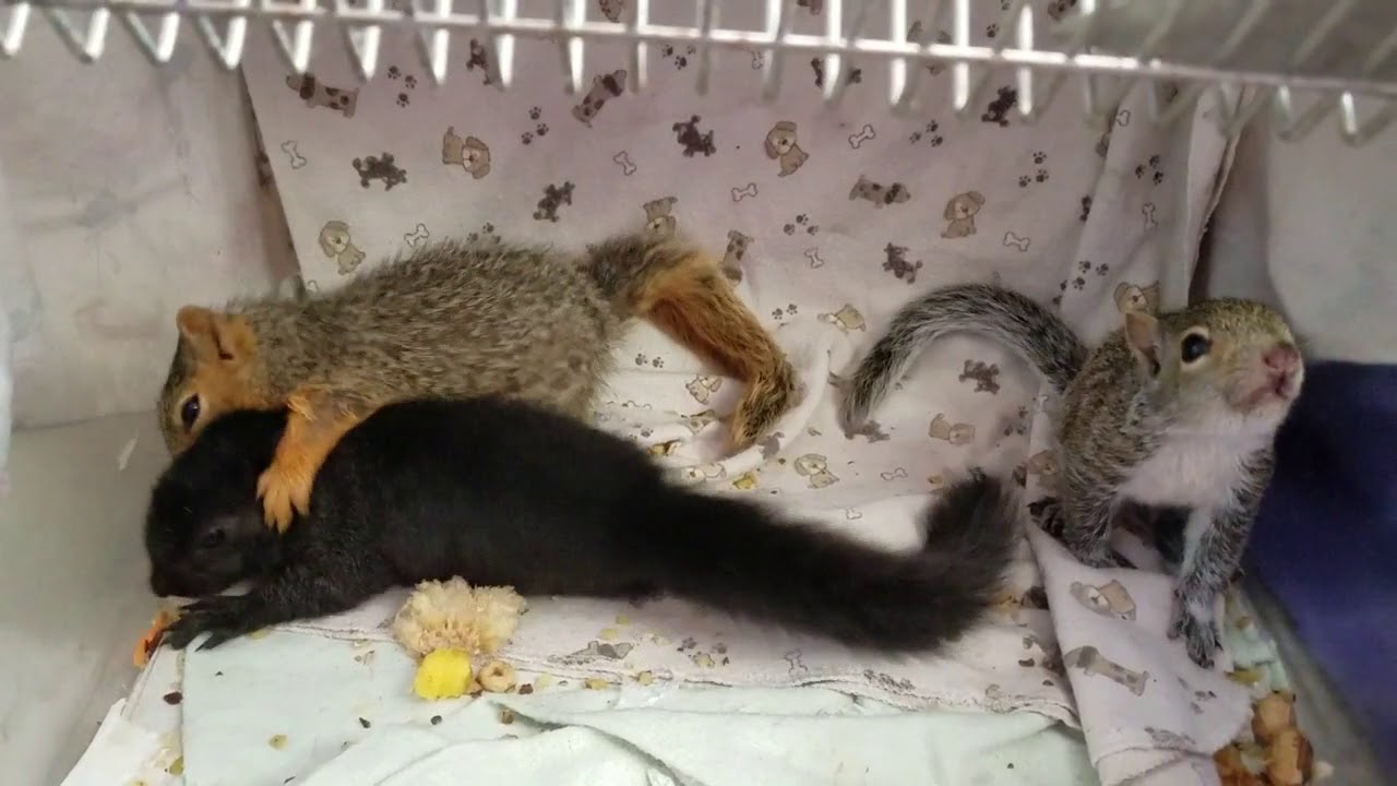 Squirrel Play - Nature's Nursery - YouTube