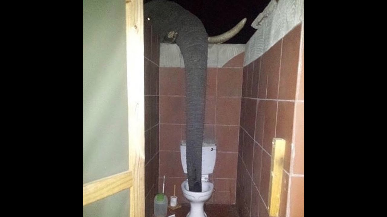 Funny Dumpy Moments - YouTube