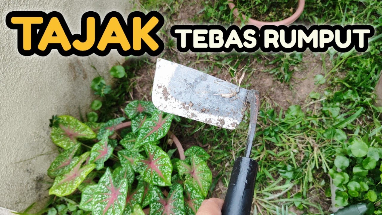 Tajak Sangat Membantu Tebas Rumput Panjang Di Halaman Rumah - YouTube