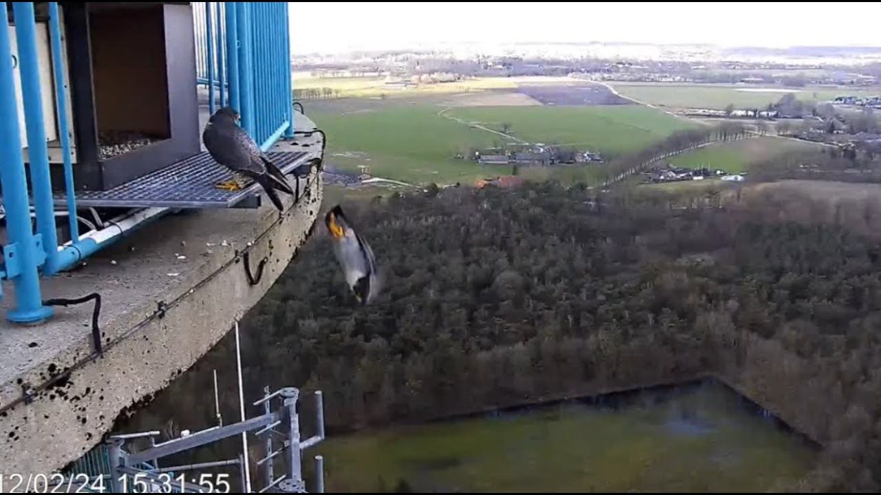 Slechtvalken De Mortel 12-2-2024 15:32 © VWGGemert - YouTube