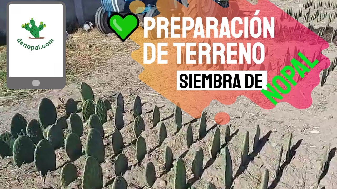 💚MEJOR Abono para la SIEMBRA de NOPAL 2021 | Apréndelo aquí 👇 - YouTube
