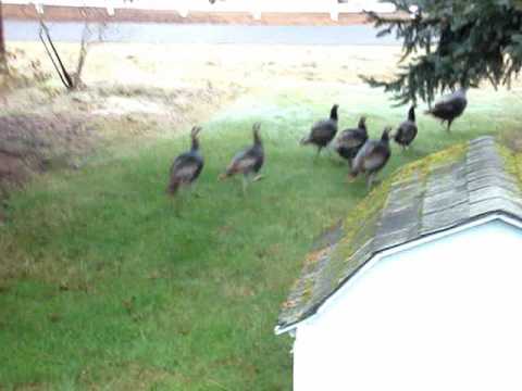 Wild Turkeys running in our yard.wmv - YouTube