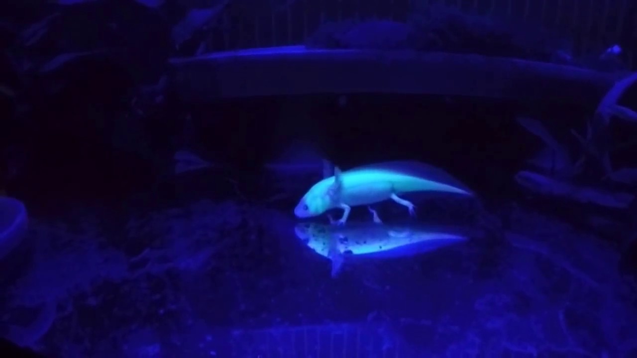 Glowing Axolotl - YouTube