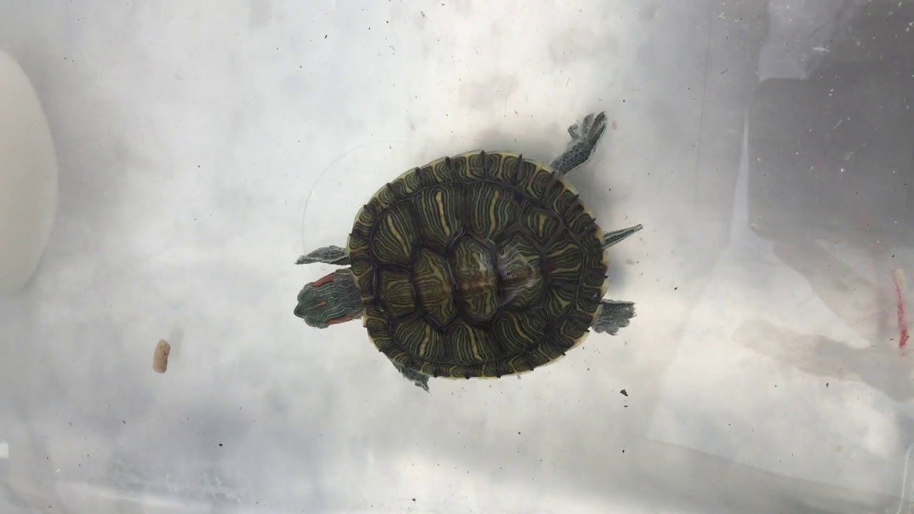 Baby Turtle Swimming Sideways