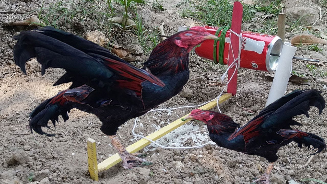 BIRD Trip Make From COKE Teen Pack Easy Bird Catching System - YouTube