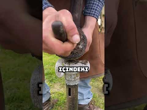 Atların Tırnak Bakımları Nasıl Yapılır?