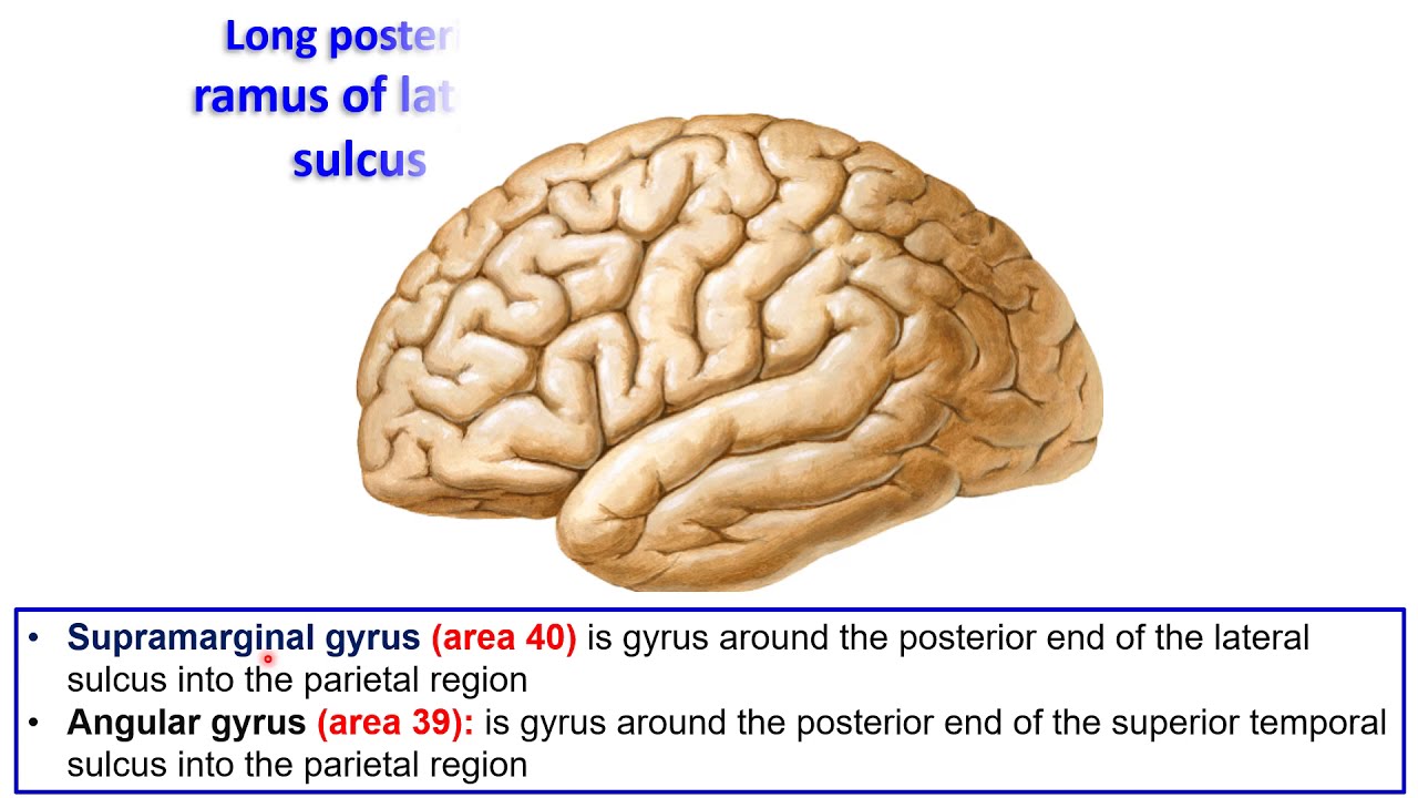 9- Sulci and gyri of superolateral surface of Cerebral hemisphere - YouTube
