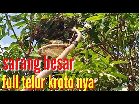 sarang kroto angkrang besar2 di jolok full telur nya - YouTube