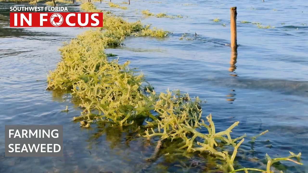Seaweed: The Crop of Florida’s Future? | WGCU News - YouTube