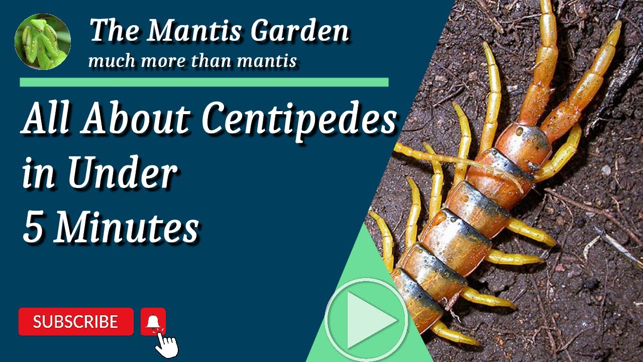 All About Centipedes in Under 5 Minutes - YouTube