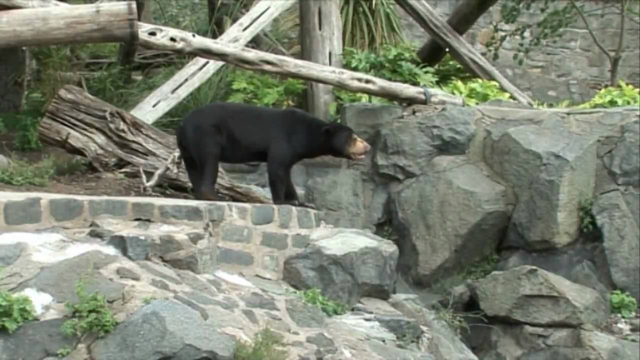 Edinburgh Zoo welcomes Malayan sun bears - YouTube