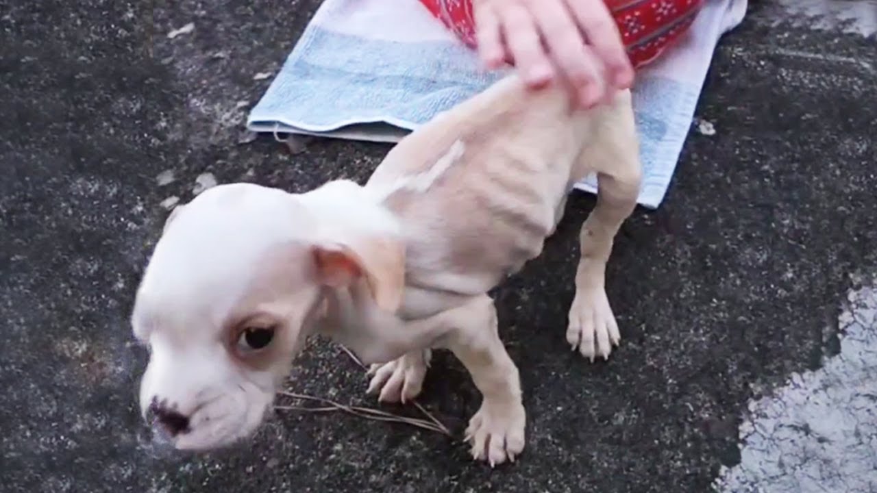 Little Pitty was Severely Anemic, Dehydrated, and Malnourished 3 Blood ...