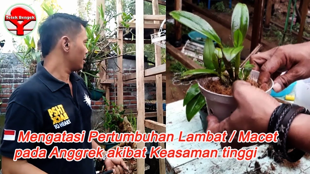 Mengatasi Pertumbuhan Lambat / Macet Anggrek akibat keasaman tinggi ...