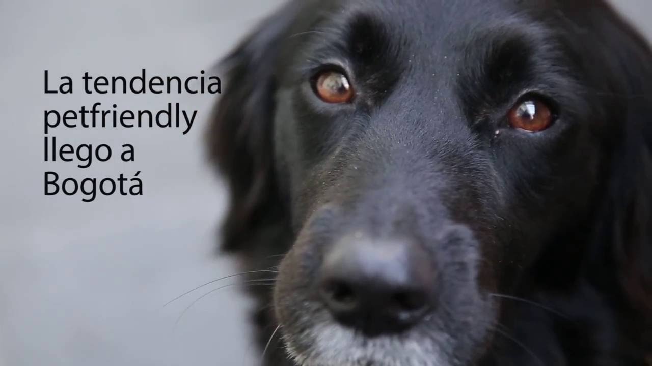 Bogotá dog friendly - YouTube
