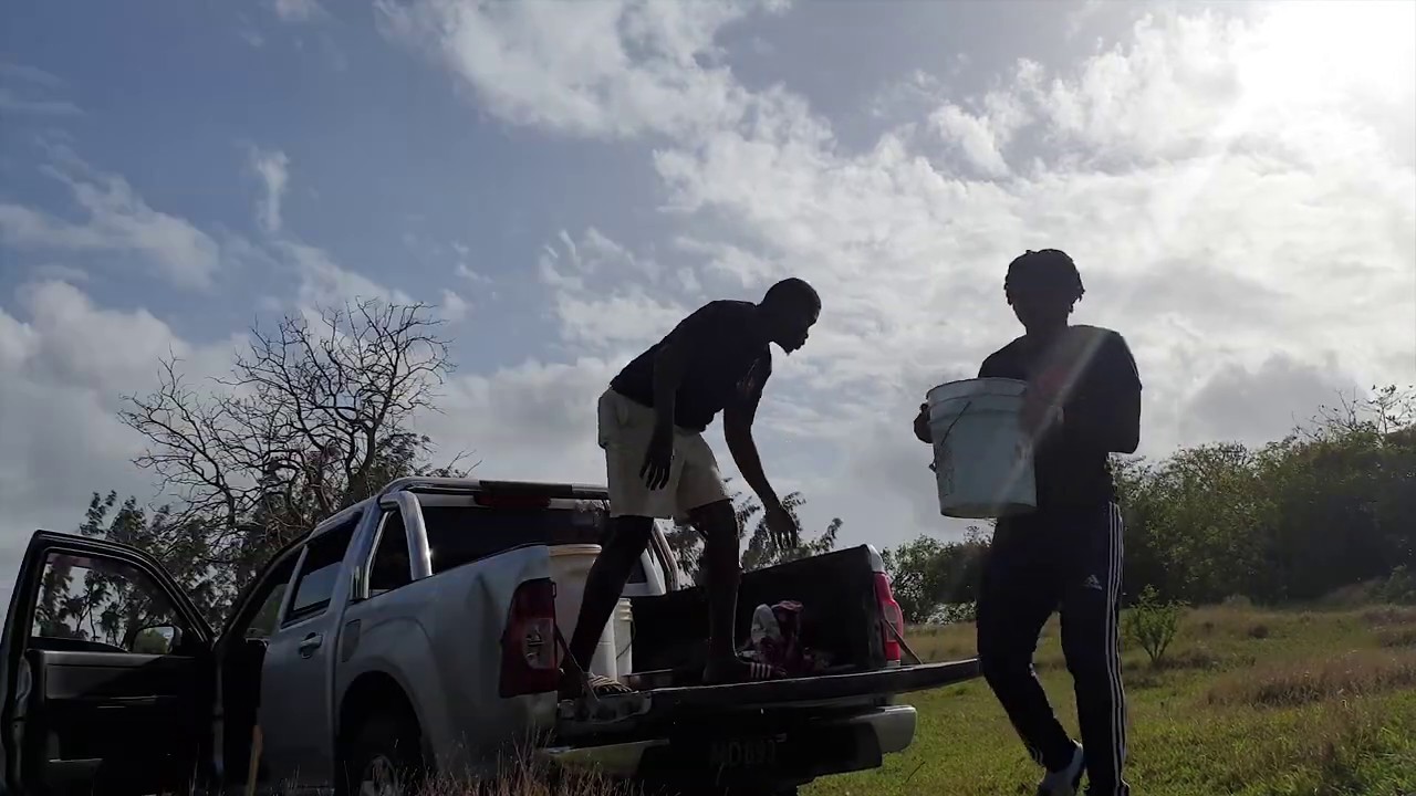 Behind the Scenes... Walk ya Dog! - YouTube