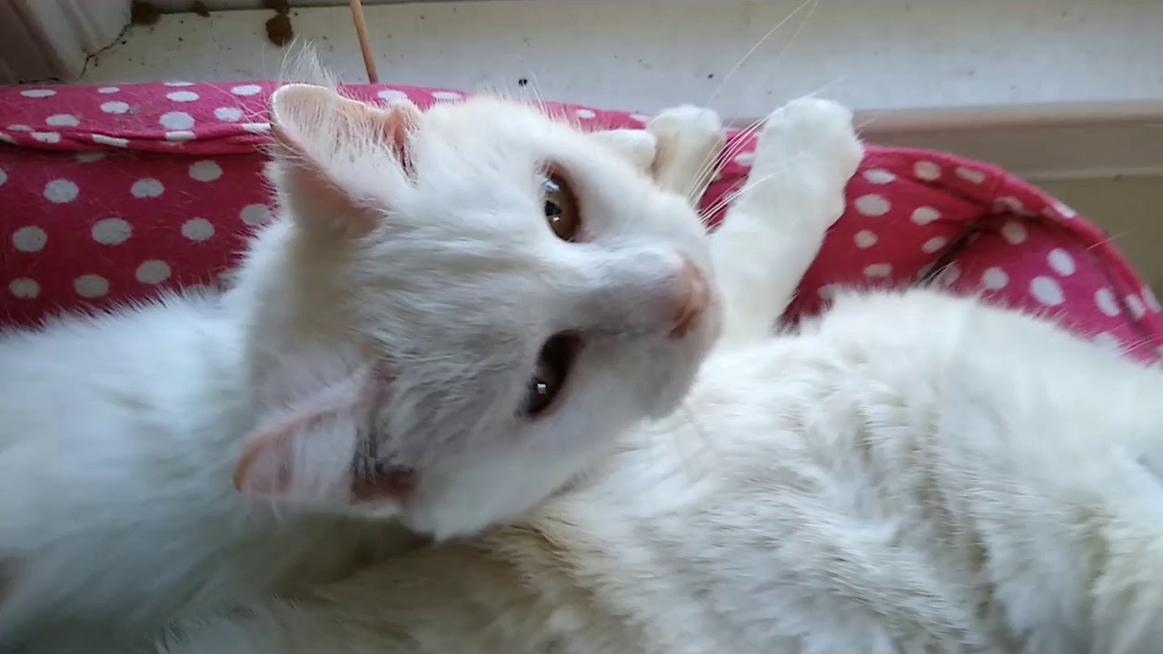 Messing with my cat - YouTube