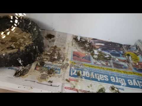 Balkonda Güvercin Besleme #26
