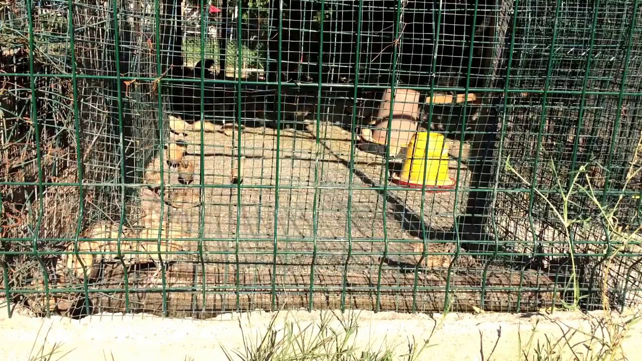 BILDIRCIN YAVRULARI ve BILDIRCIN ÖTÜŞLERİ!!!BILDIRCIN KAFESİ!!! - YouTube