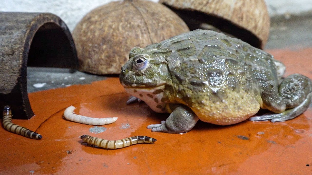 Warning Live Feeding! African Bullfrog Eats Superworms - YouTube