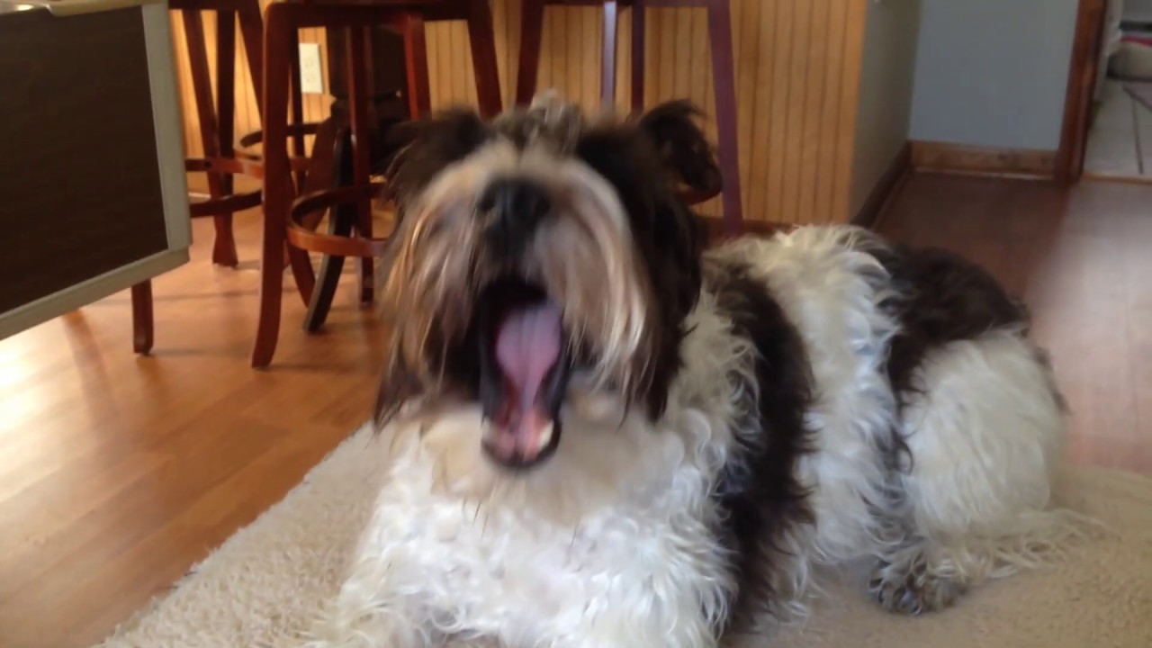 Grumpy miniature schnauzer talks back in the funniest way! - YouTube