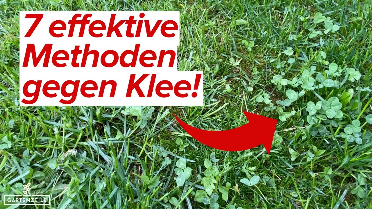 Spritzmittel Gegen Klee Im Rasen