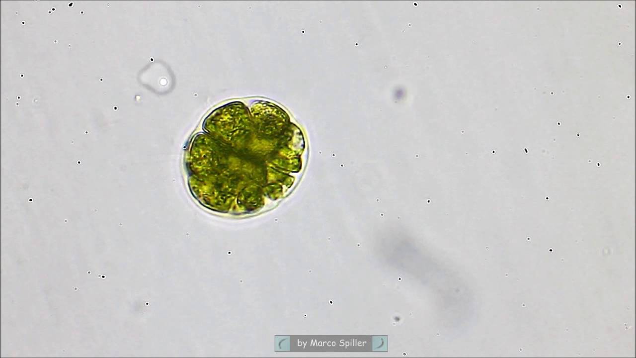 Pandorina Microscope