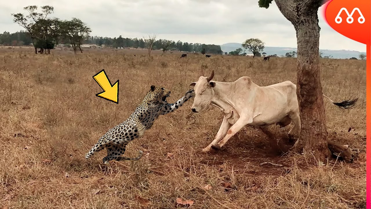 QUANDO O LEOPARDO ATACA O GADO - YouTube
