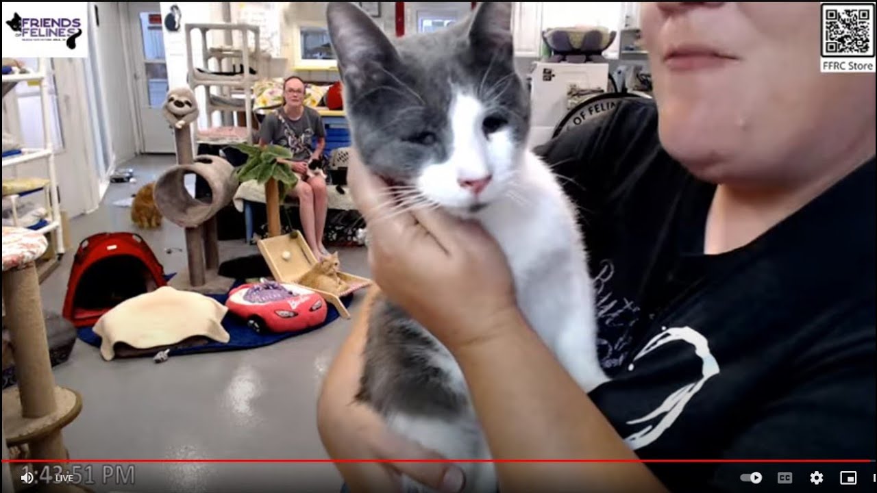 Q&A and Adoption of Odie!! 07-26-2024 Friends of Felines Rescue Center ...