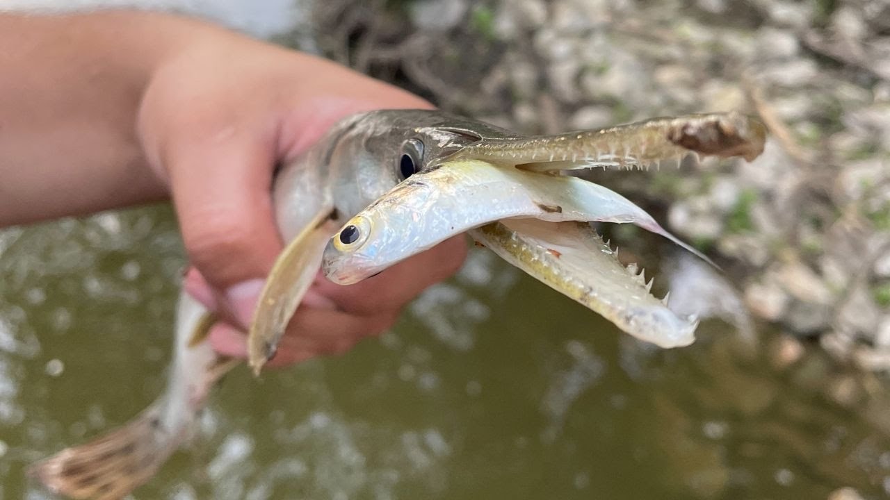 Pesca de peje lagarto 🐊 parte 1 - YouTube
