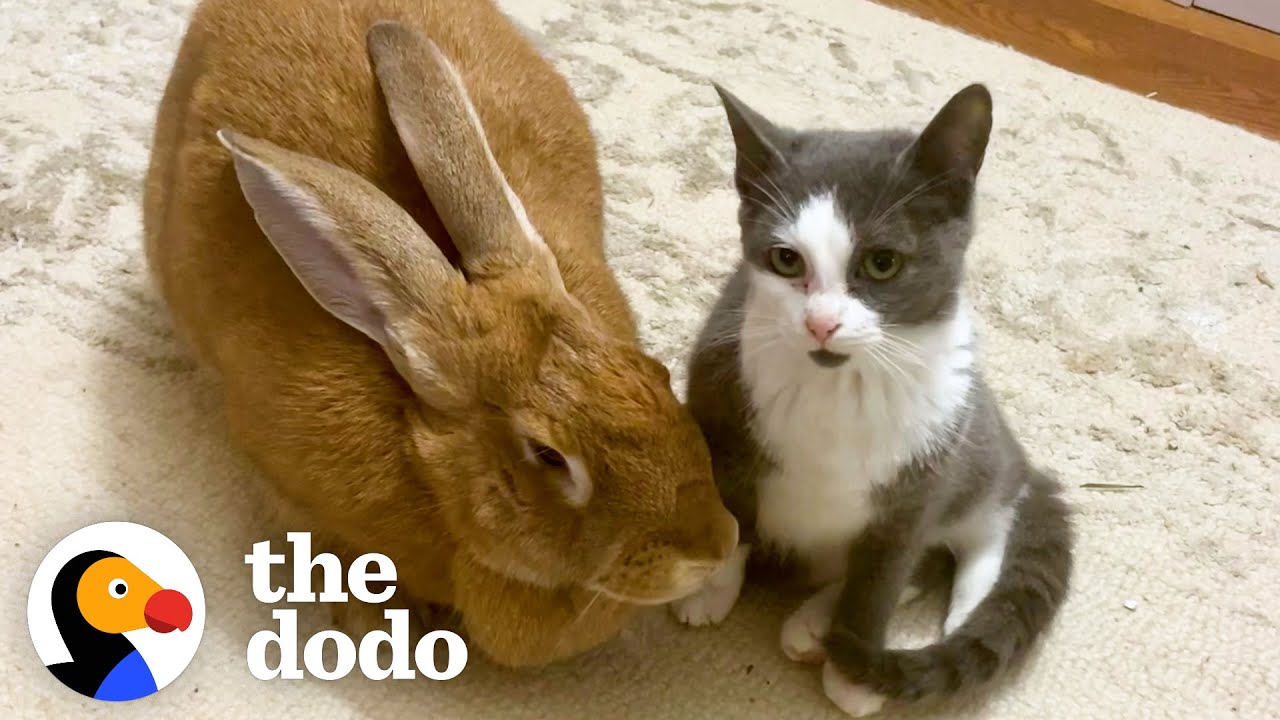 Rescued Bunny Turns Into The Best Foster Mom | The Dodo - YouTube
