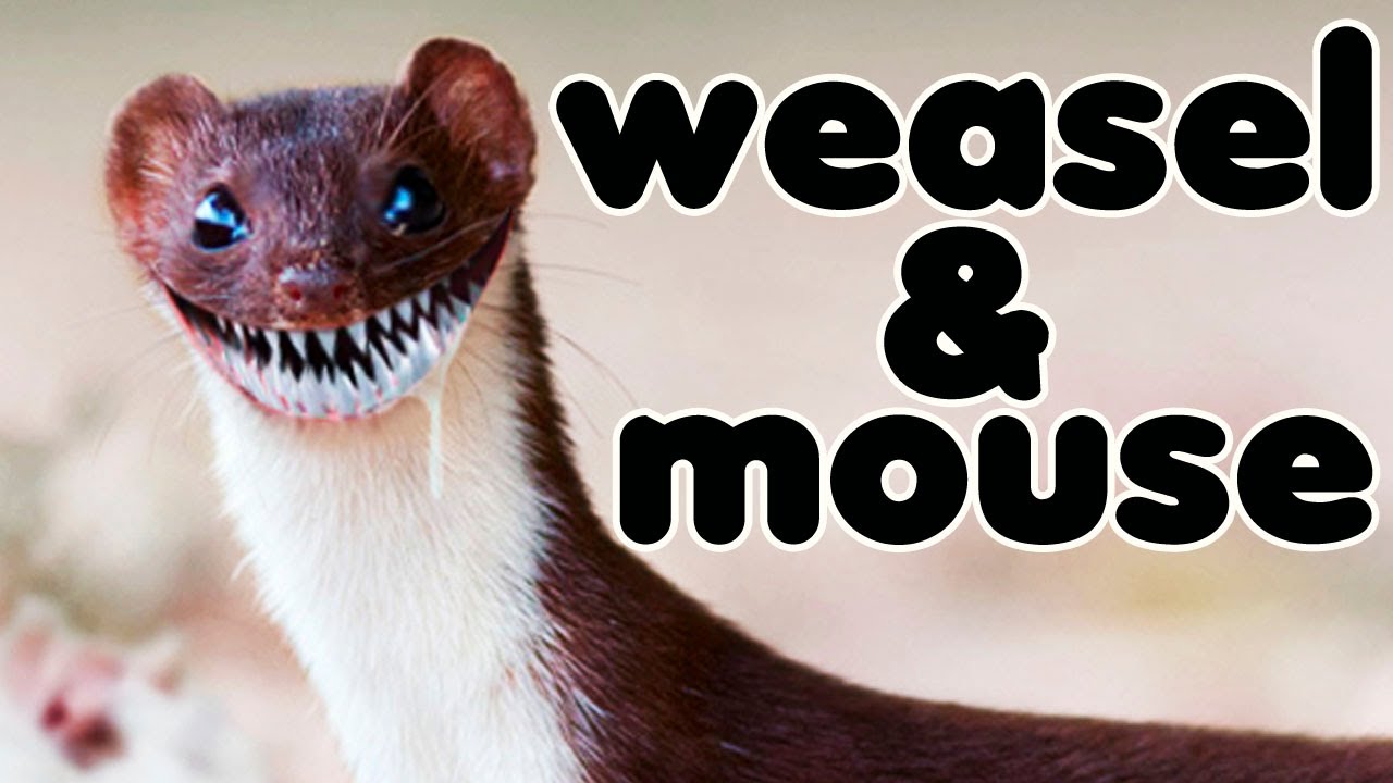 Травоядная ласка(Mustela nivalis) и 25 мышей/Graminivorous weasel(25 ...