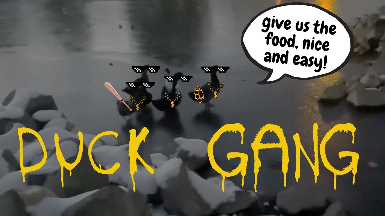 duck gang - YouTube