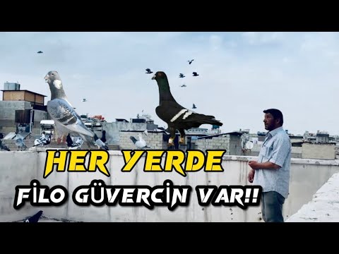 “BU  GÜVERCİN DAMINA ŞOK OLACAKSINIZ” 3 KATIN HEPSİ GÜVERCİN JAPON METİN   KÜMESİ!!