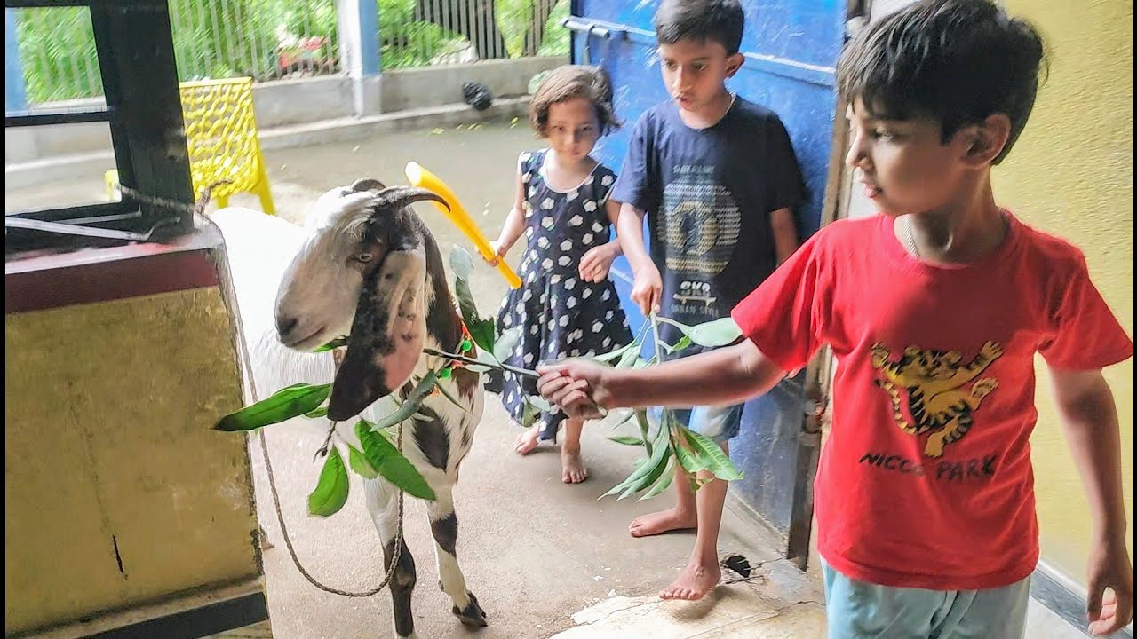 Finally Bakra 🐐 Came For Bakra-Eid Guys ....................... - YouTube