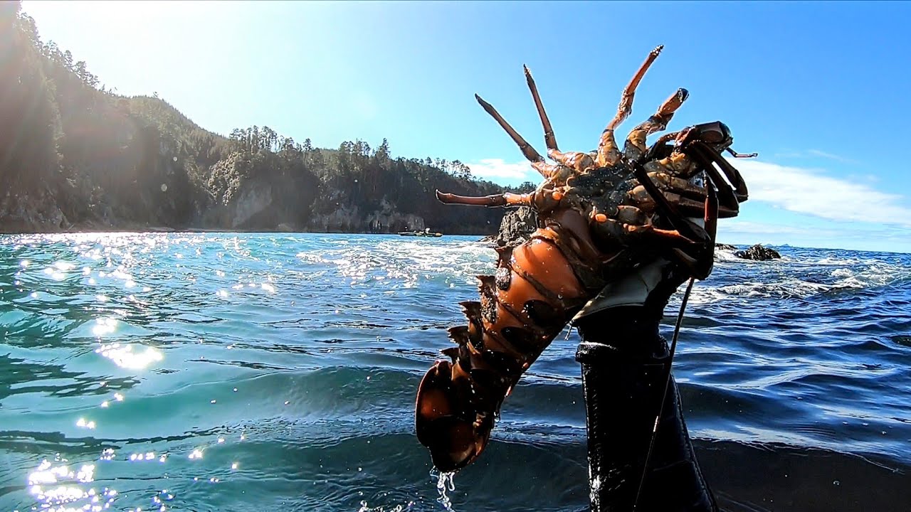 Surprise crayfish while freediving in New Zealand - YouTube