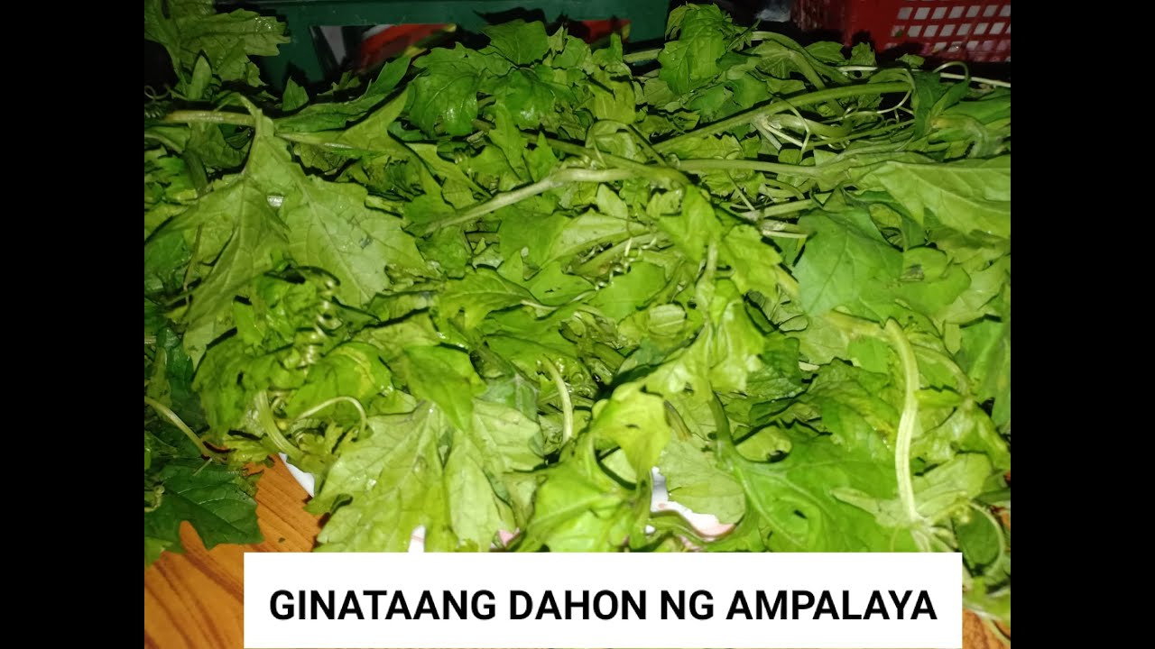 GINATAANG DAHON NG AMPALAYAI SUPER MASARAP I MUST TRY I SUPER EASY I ...