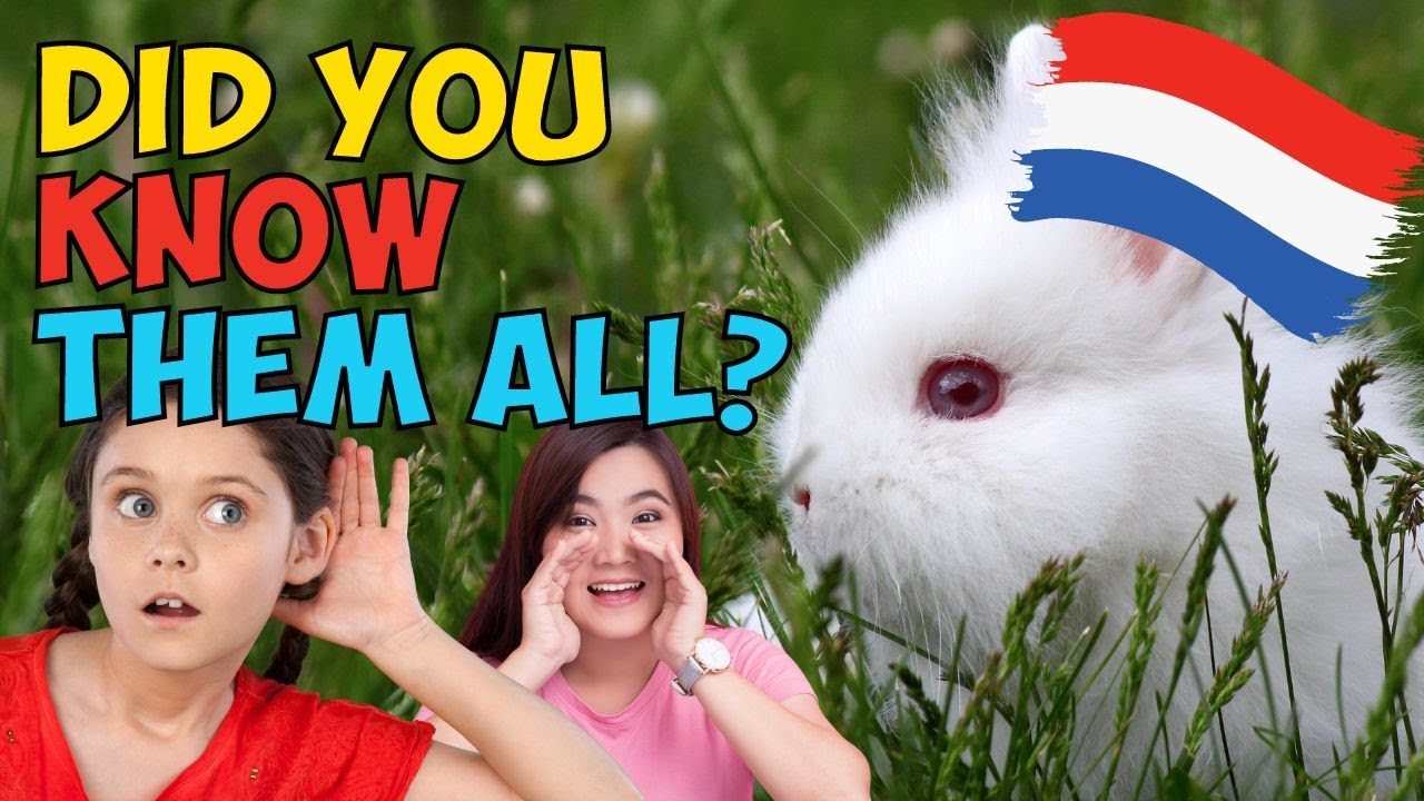 Netherland Dwarf Rabbit 101: ALL You Need To Know - YouTube