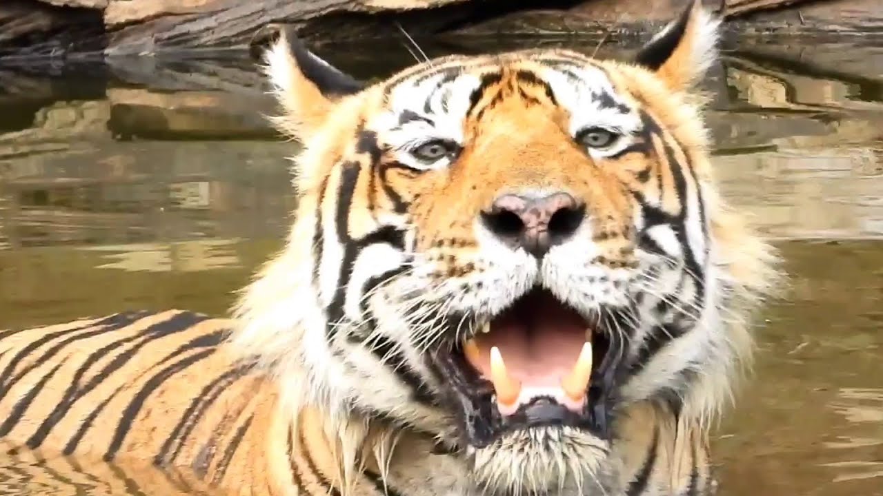 T58 Male tiger zone 10 Ranthambore - YouTube